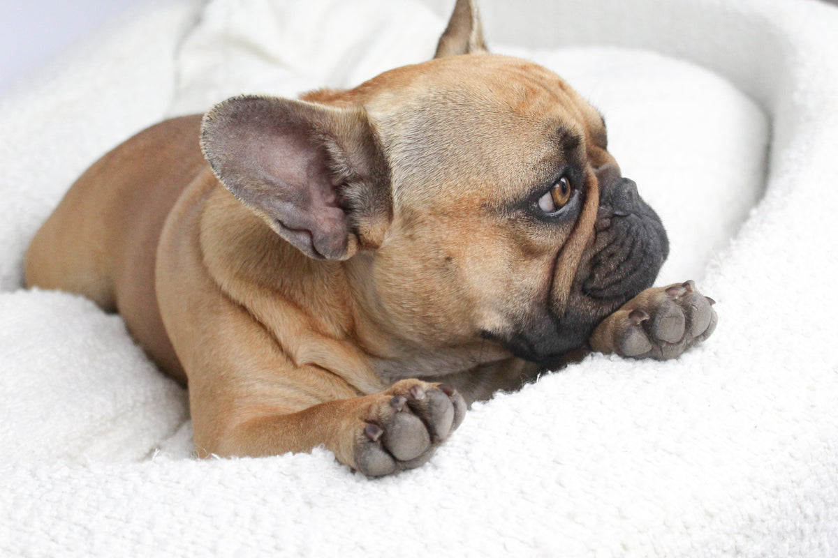 Dog Bed | The Ethos – Pawsh and Co.